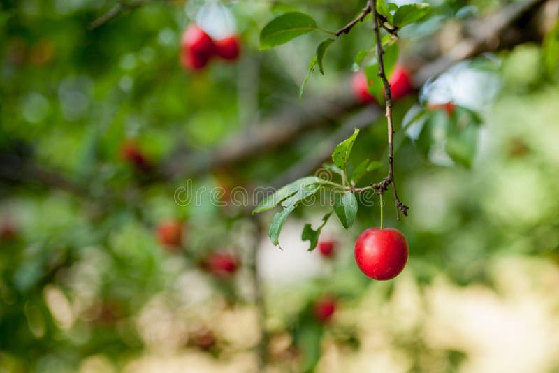 Plum Tree with Delicious Big Red Plums at Sunrise Closeup Stock Photo ...
