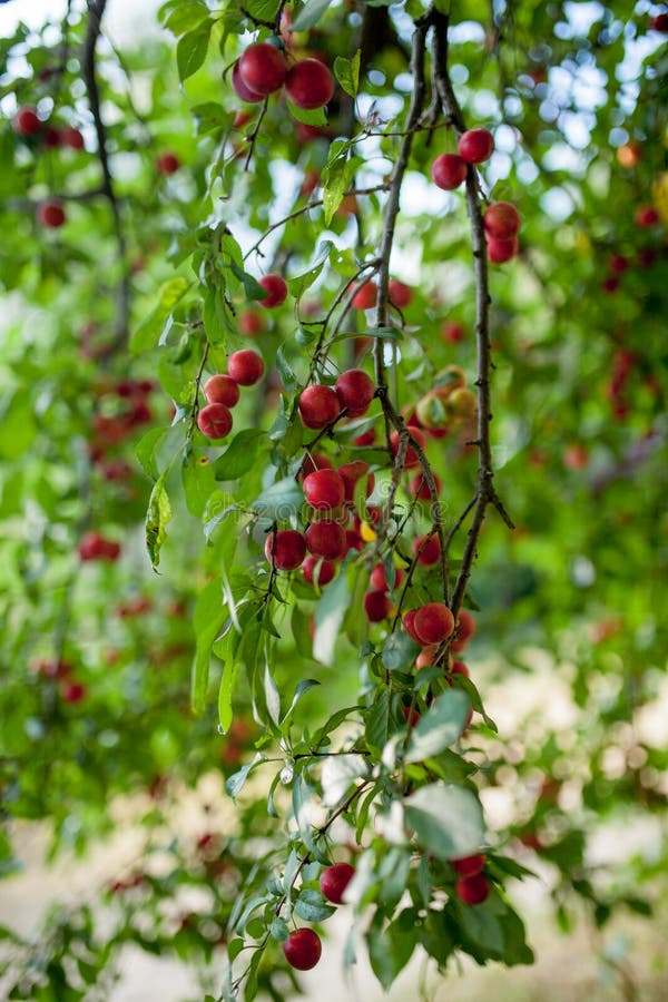 Plum Tree with Delicious Big Red Plums at Sunrise Closeup Stock Image ...