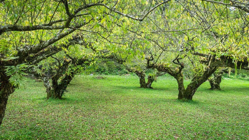 Plum Tree at Doi Angkhang Mountain, Chiangmai Thailand Stock Photo ...