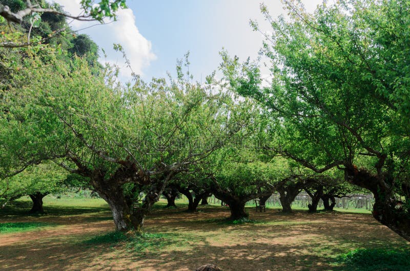 Plum tree stock image. Image of plum, garden, farm, plant - 51347697