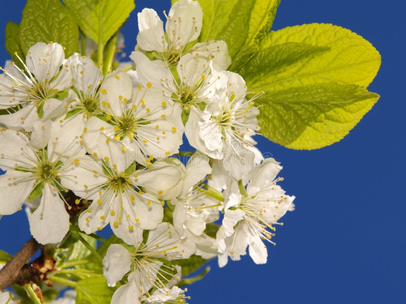 Plum-tree with flowers stock image. Image of flower, pattern - 7613879