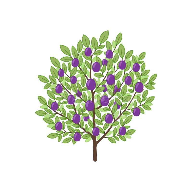 Plum Tree. Fruit Tree. Vector Illustration. Stock Vector - Illustration ...