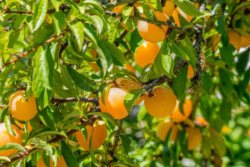 Plum tree stock photo. Image of prum, full, green, nature - 57185820