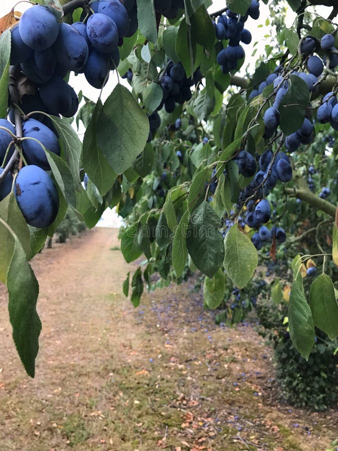 Plum tree in the Garden. stock image. Image of agriculture - 130612931