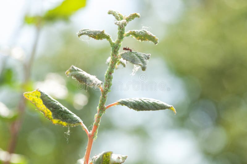 Plum Tree Infested with Spider Baptism and Aphids in the Garden.the Use ...