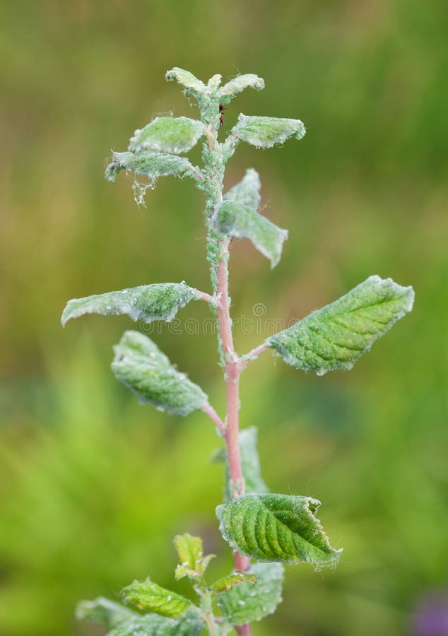 Plum Tree Infested with Spider Baptism and Aphids in the Garden.the Use ...