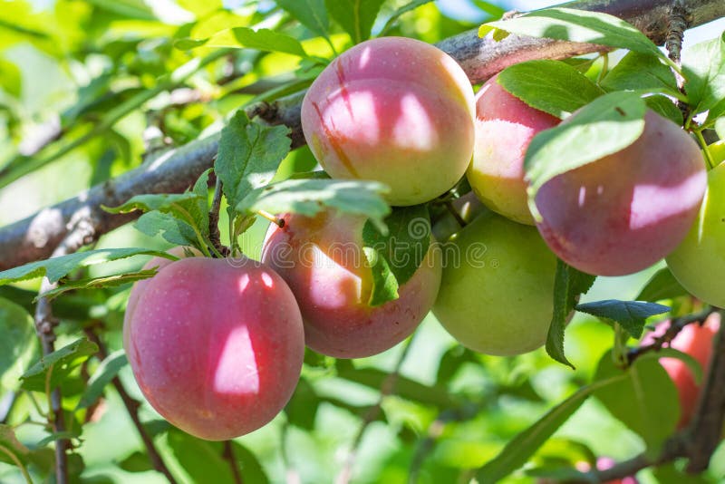 Plum Tree with Juicy Fruits on Sun Light Stock Image - Image of fruit ...