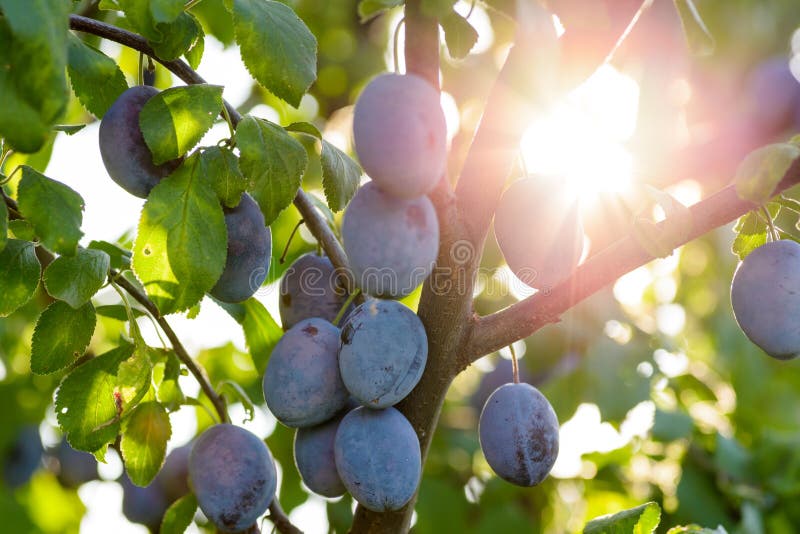 Plum Tree with Juicy Fruits on Sunset Light Stock Image - Image of ...