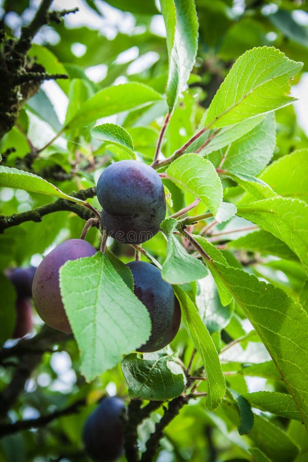 Italian prune plum tree stock image. Image of vegetation - 66158149
