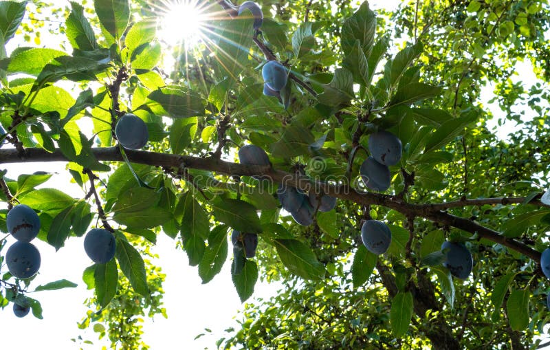 Plum Tree with Juicy Fruits on Sunset Light. Sunlight Falling on the ...