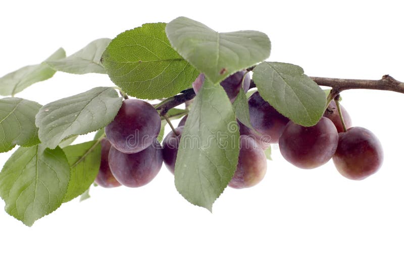 Plums stock image. Image of food, autumn, vegetable, plums - 23753893