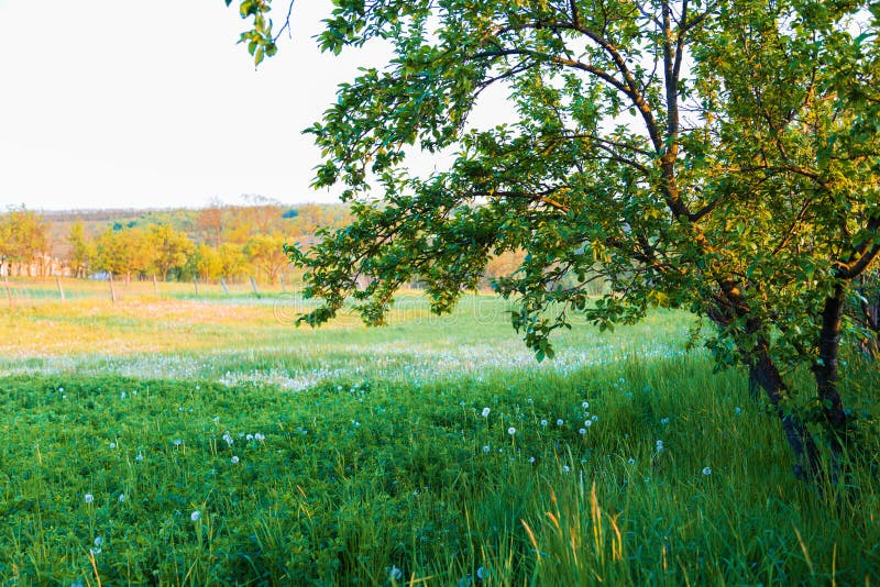 Plum Field at Mt. Maku Park Stock Photo - Image of maku, stream: 68719978