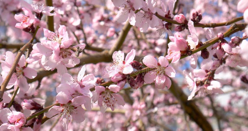 A Tree with Pink Flowers. Dreamy Romantic Background of Spring. Spring ...