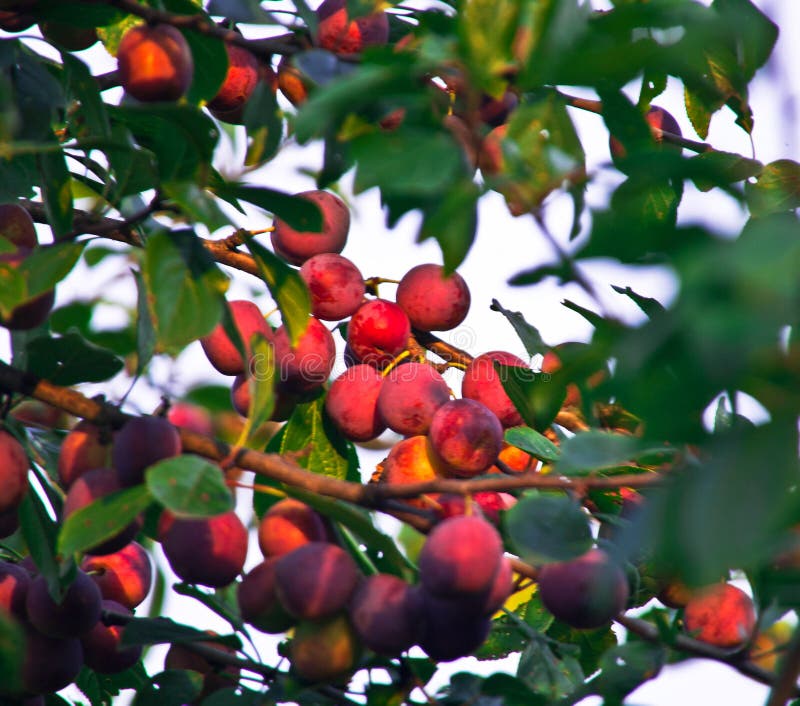 Plums stock photo. Image of flora, leafage, closeup - 148661038