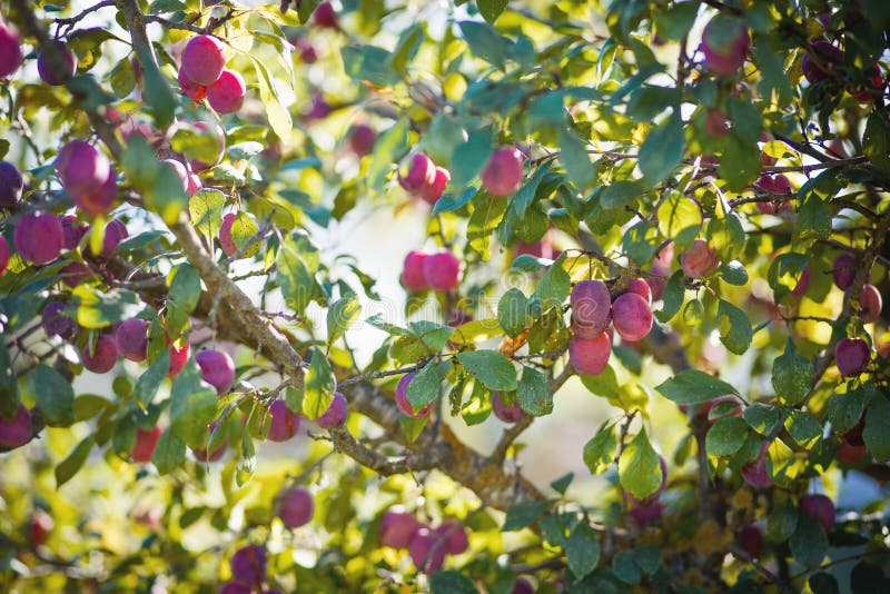 Plum tree with plums stock image. Image of bunch, autumn - 64924511