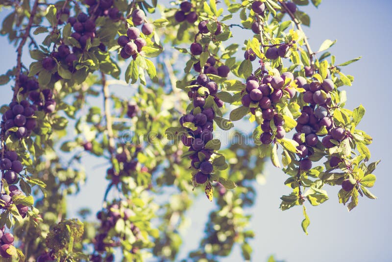 Plum tree with plums stock image. Image of outdoor, leaves - 64924733