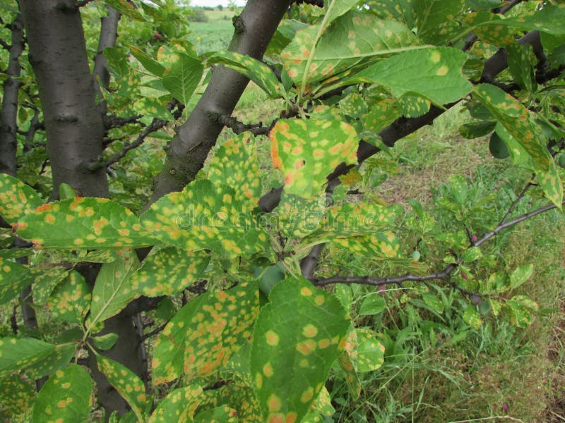 Plum Three Affected by Polystigma Fulvum or Polystigma Rubrum Stock ...