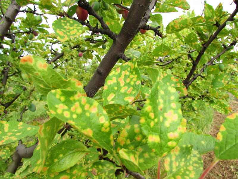 Plum Three Affected by Polystigma Fulvum or Polystigma Rubrum Stock ...