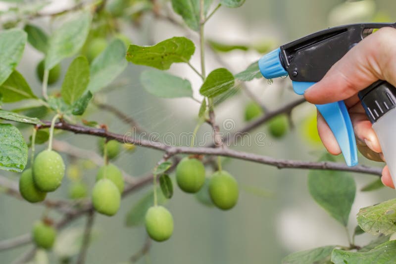 Plum Tree Spraying Against Pests Stock Image - Image of insecticide ...