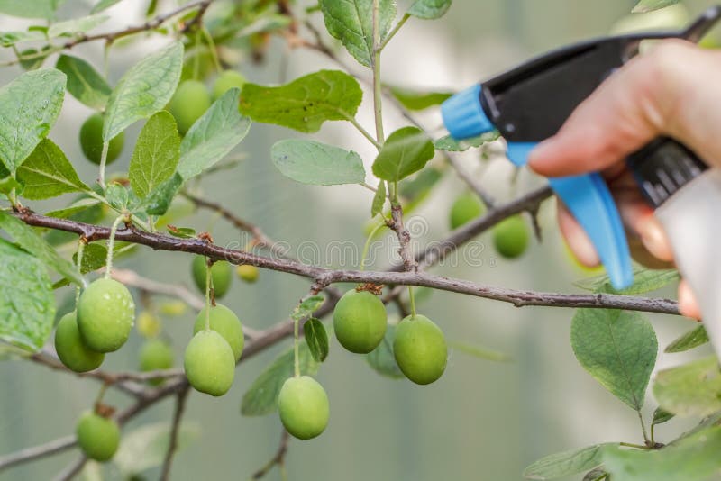Pear Tree Spraying Against Pests Stock Image - Image of trees, control ...