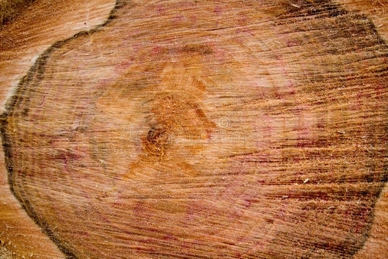 Plum tree texture stock image. Image of nature, organic - 52164829