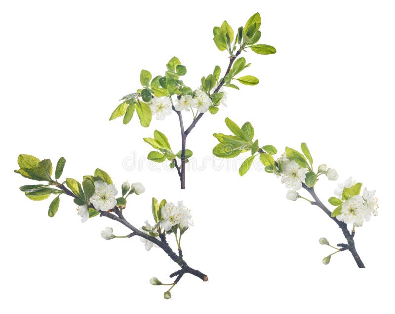 Plum Tree Three Branches with Pure White Flowers Stock Image - Image of ...