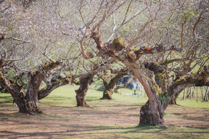 Plum tree in winter stock photo. Image of flowers, blossom - 138073388