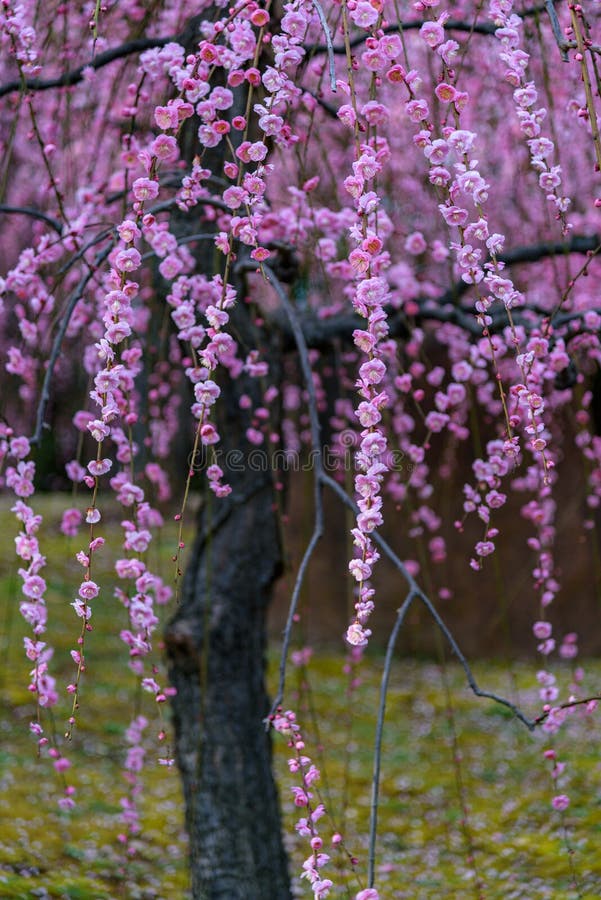 Plum Trees Blossoming in Early Spring in Japan February 2024 Stock ...