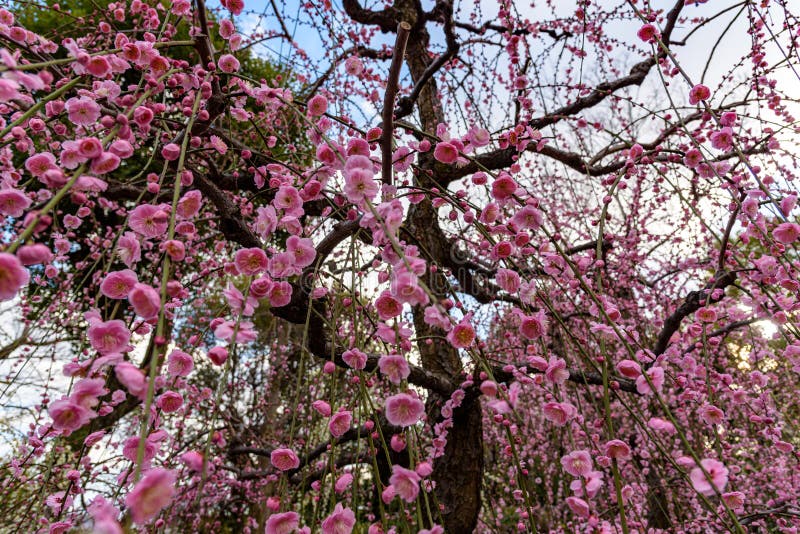 Plum Trees Blossoming in Early Spring in Japan February 2024 Stock ...