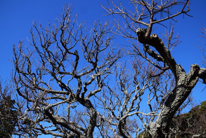 Plum trees in December stock image. Image of beautiful - 106355481
