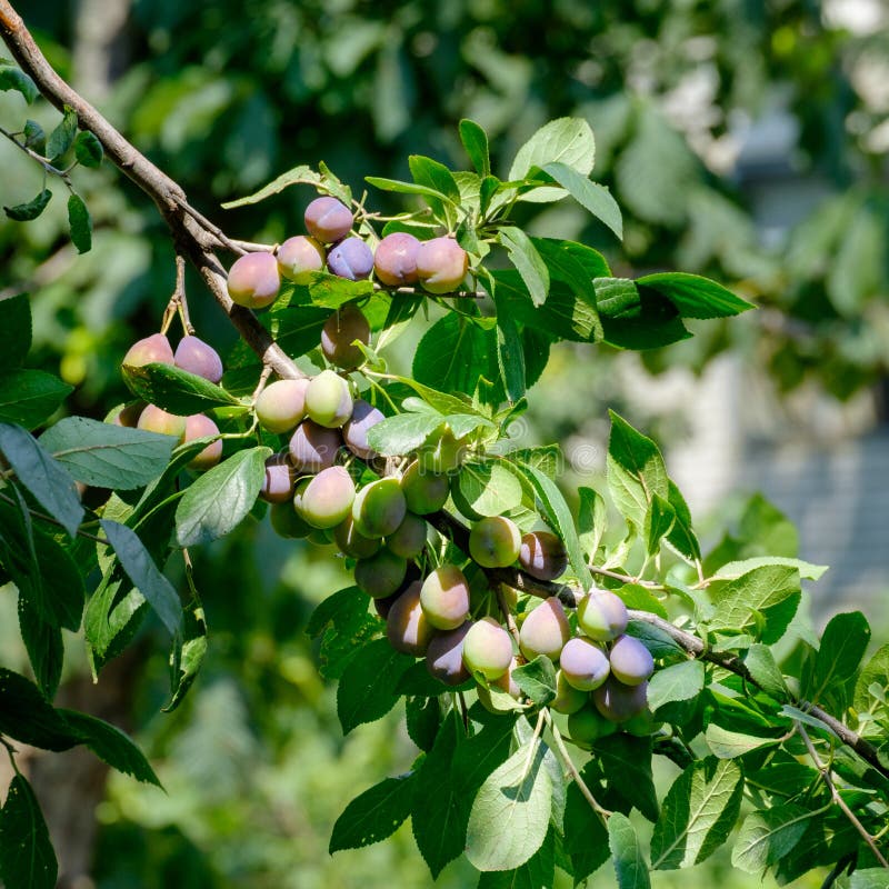 Underripe Plums Stock Photos - Free & Royalty-Free Stock Photos from ...