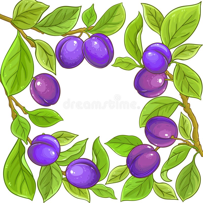 Plum vector frame stock vector. Illustration of natural - 138343918