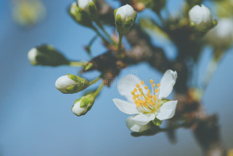 Plum White Open and Semi-open Flowers on Tree Branch at Spring Stock ...
