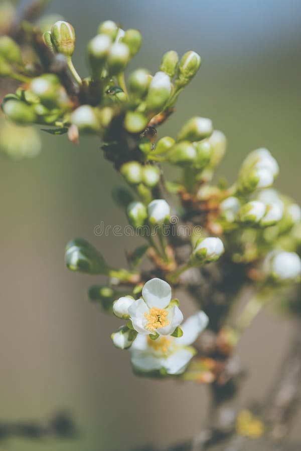 Plum White Open and Semi-open Flowers on Tree Branch at Spring with ...