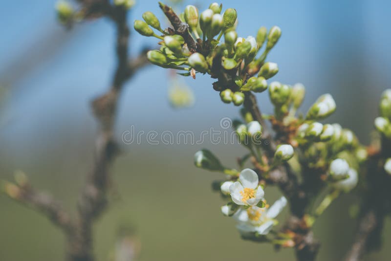 Plum White Open and Semi-open Flowers on Tree Branch at Spring with ...
