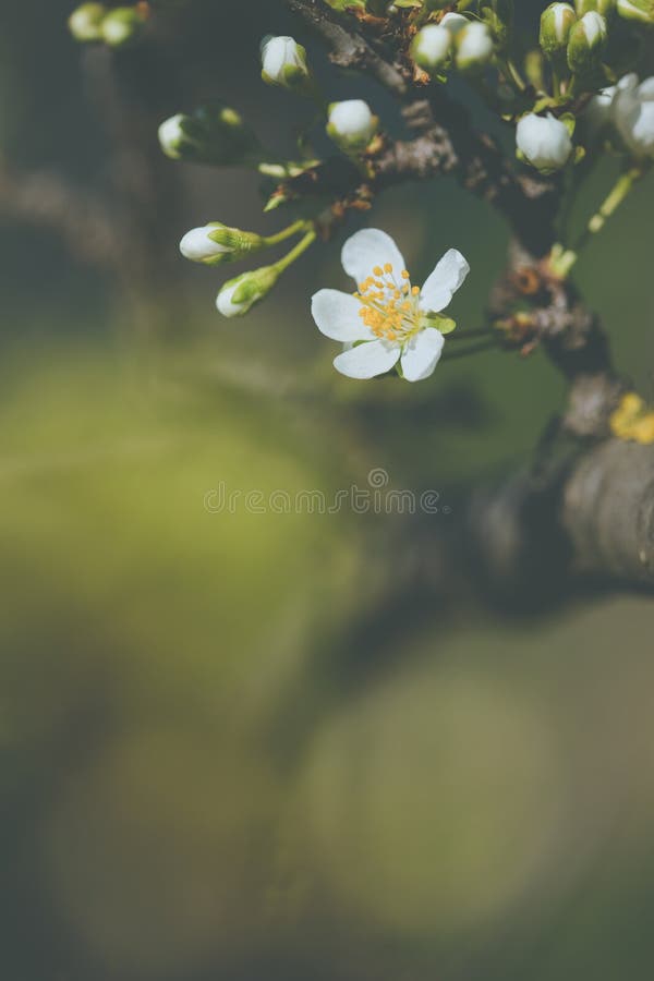 Plum White Open and Semi-open Flowers on Tree Branch at Spring with ...