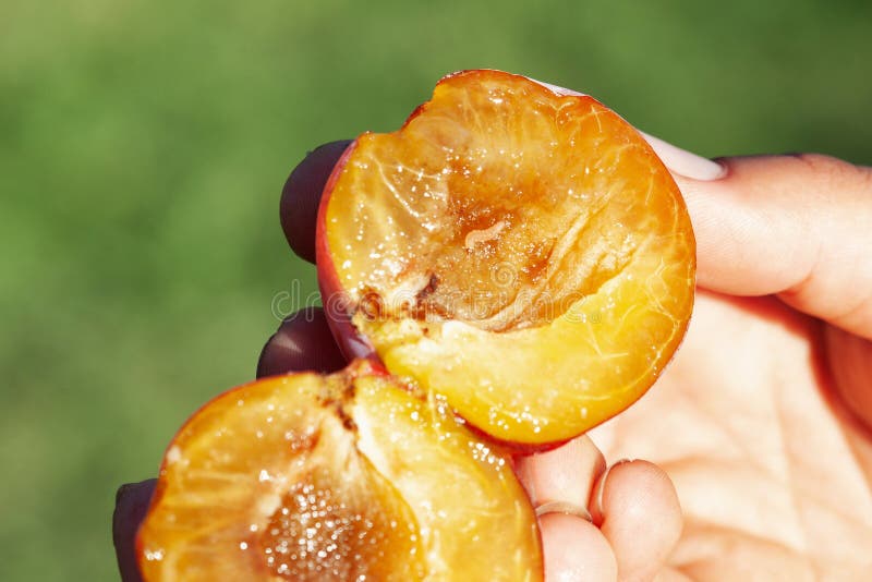 Plum Worm in Plum Fruit. Caterpillar Damage To Fruit Stock Image ...