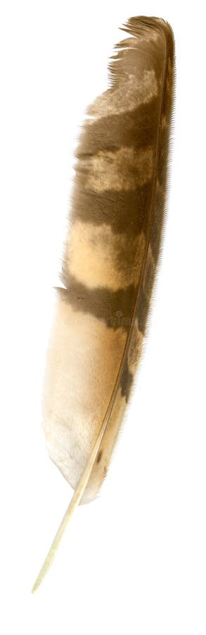 Pluma imagen de archivo. Imagen de vertical, colorido - 16868833