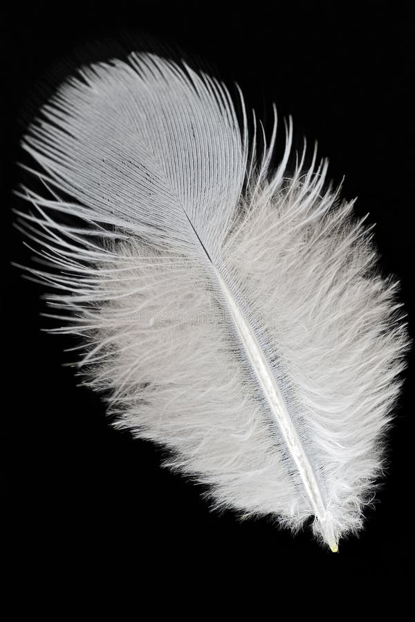 Pluma imagen de archivo. Imagen de vuelo, inmoralidad - 1837885