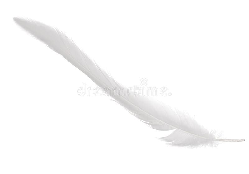 Pluma Peluda Gris En Blanco Foto de archivo - Imagen de individual ...