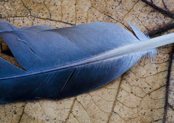 Pluma azul imagen de archivo. Imagen de cierre, azul, horizontal - 9987907