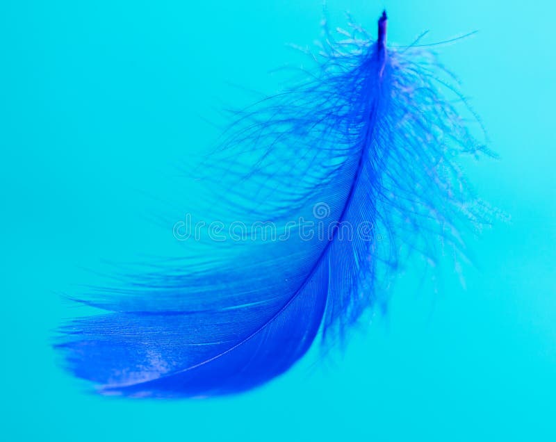Pluma Azul Aislada En Fondo Azul Imagen de archivo - Imagen de persona ...
