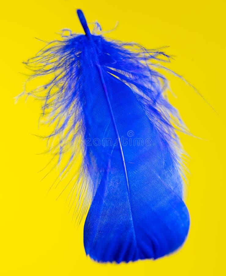 Pluma Azul Aislada En Fondo Amarillo Imagen de archivo - Imagen de ...