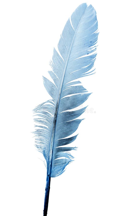 Pluma Azul En Un Fondo Blanco Imagen de archivo - Imagen de azul ...