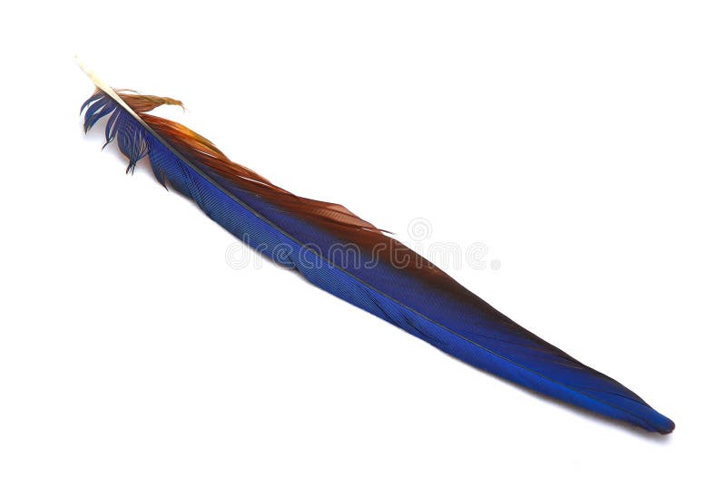 Pluma azul grande imagen de archivo. Imagen de estudio - 8095097