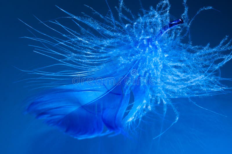 Pluma azul marino foto de archivo. Imagen de artificial - 31725094