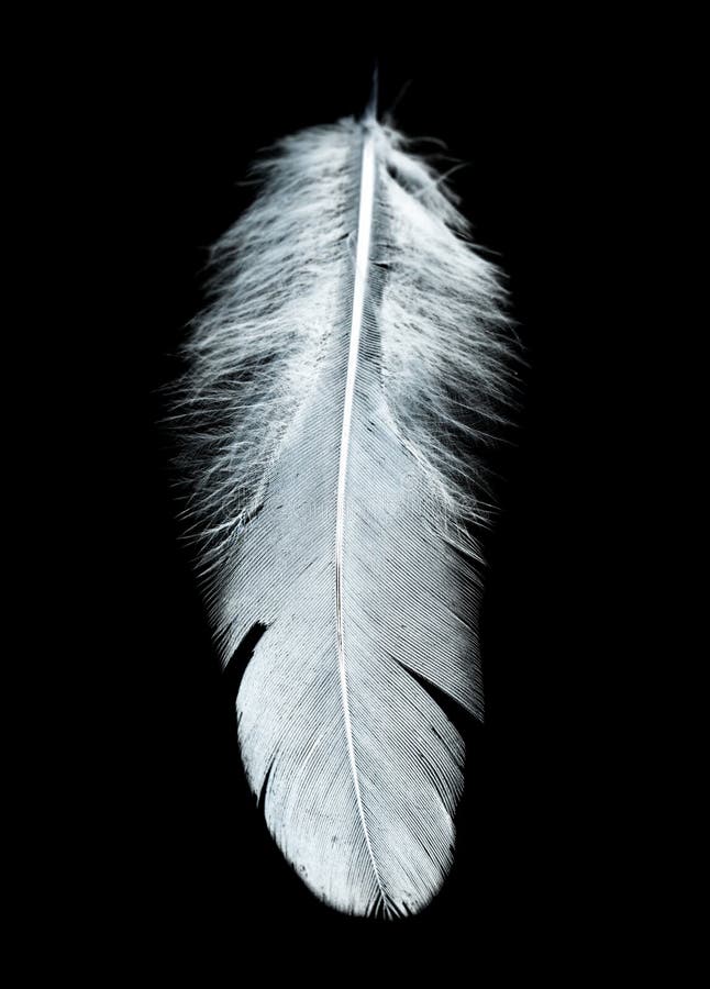 Pluma Blanca En Un Fondo Negro Foto de archivo - Imagen de mullido ...