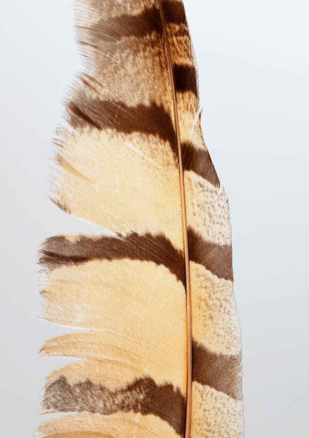 Ducado De Plumas Marrones Hecho De Plumas De Pollo Fondo Blanco Aislado ...