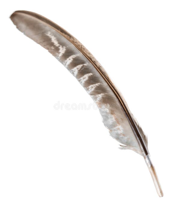 Pluma de Brown, aislada foto de archivo. Imagen de pluma - 118161258