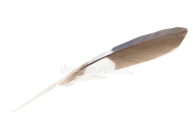 Pluma De Brown, Blanca Y Azul Del Loro Foto de archivo - Imagen de ...